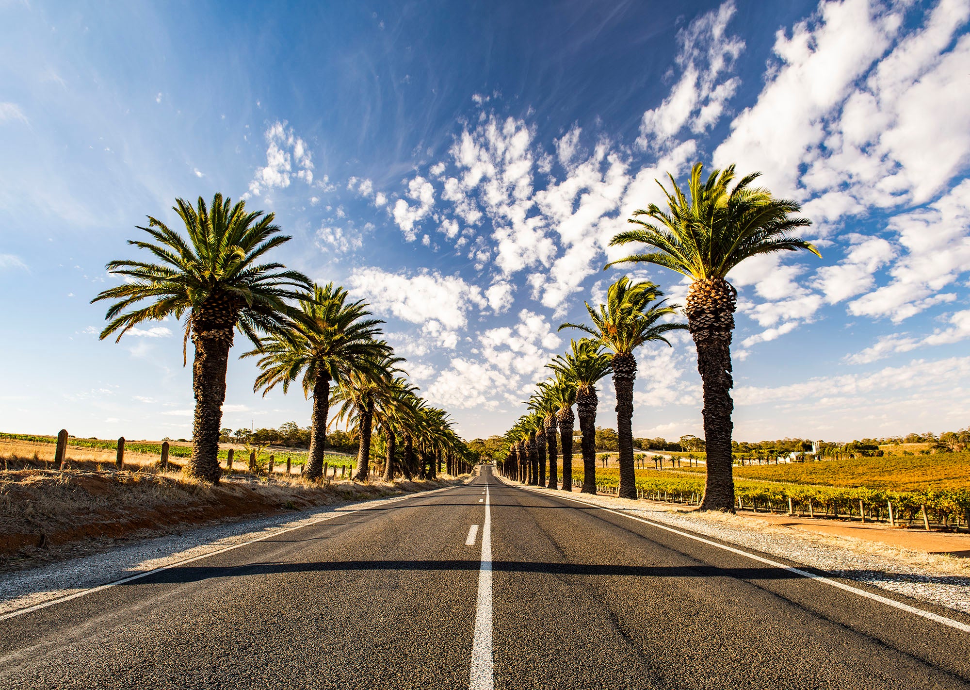 Visit Seppeltsfield Road Distillers – Seppeltsfield Rd Distillers